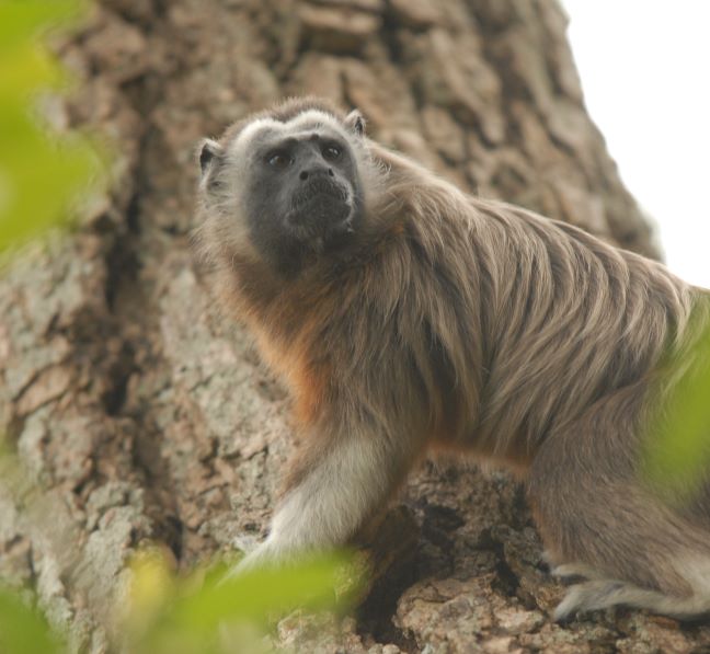 Species and projects – The Tamarin Trust